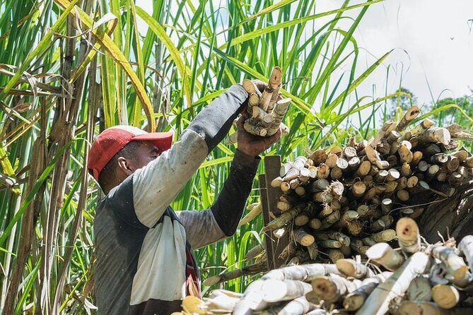 Safari Half Day Experience from Punta Cana - Who Will Love This Tour?