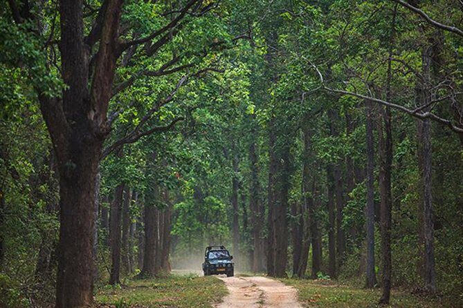 Safari In Jhalana Leopard Conservation Reserve, Jaipur - The Safari Experience: What to Expect