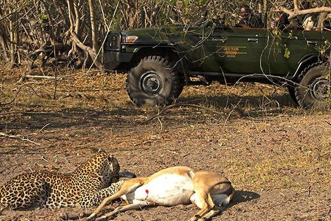 Safari In Jhalana Leopard Conservation Reserve, Jaipur - Authentic Encounters & Unique Aspects