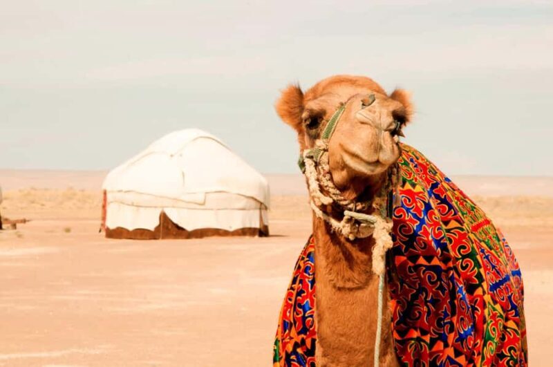 Safari in Kyzylkoum and Lake Aydar (2 days): yurt camping and more! - Key Points