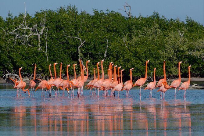 Safari in Rio Lagartos, Coloradas and Mayan Bath - Frequently Asked Questions