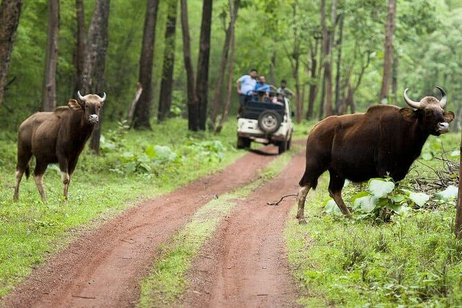 Safari in Tadoba National Park: Wilderness Roar from Nagpur - Who Should Consider This Tour?