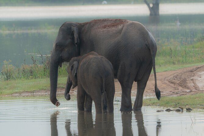Safari Jeep Tour In Udawalawa Park Sri Lanka - Introduction