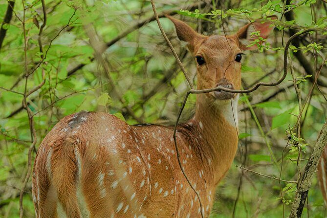 Safari Jeep Tour In Udawalawa Park Sri Lanka - The Itinerary: What to Expect