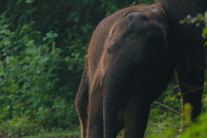 Safari Jeep Tour In Udawalawa Park Sri Lanka - Authenticity and Traveler Feedback