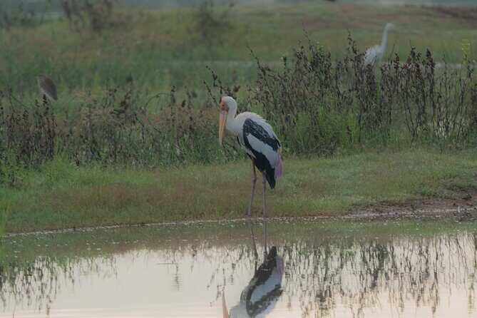Safari Jeep Tour In Udawalawa Park Sri Lanka - FAQs