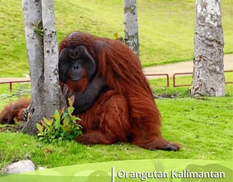 Safari Lagoi & Eco Farm Bintan - Final Thoughts: Is it Worth Your Time?