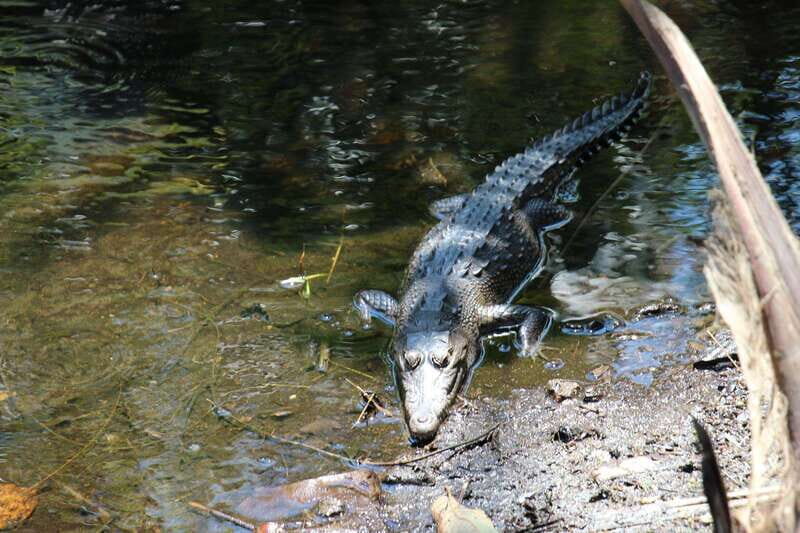 SAFARI THROUGH THE MANGROVES IN VENTANILLA OAXACA - What Makes This Tour Stand Out?