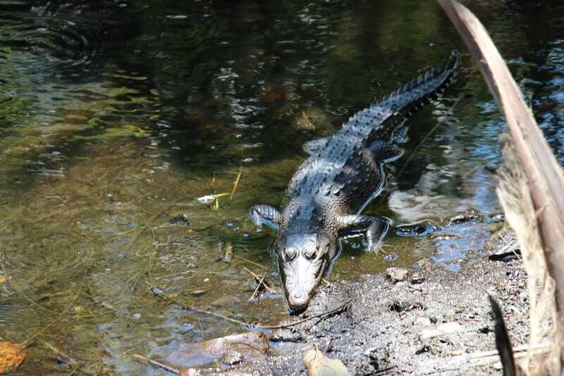 SAFARI THROUGH THE MANGROVES IN VENTANILLA OAXACA - How to Make the Most of Your Experience