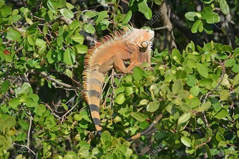 SAFARI THROUGH THE MANGROVES IN VENTANILLA OAXACA - FAQ