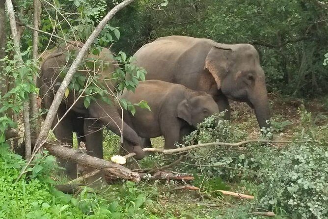 Safari Tour at Minneriya National Park - A Closer Look at the Safari Experience