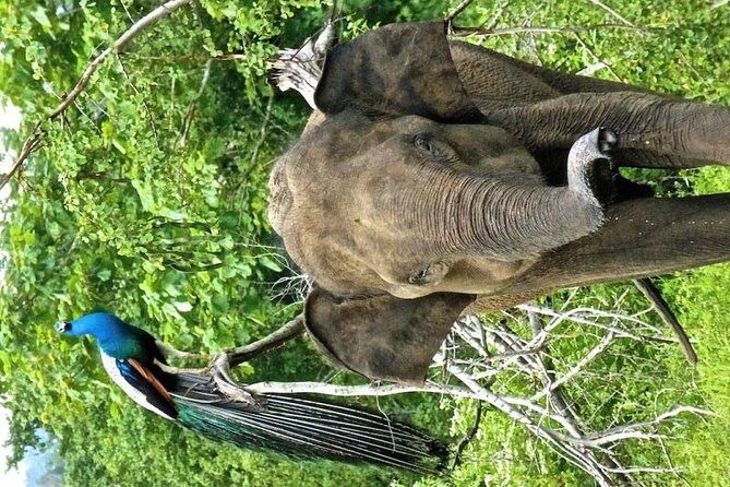 Safari Tour in Udawalawa National Park - Key Points