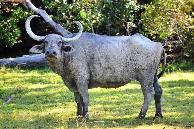 Safari Tour in Udawalawa National Park - Final Thoughts