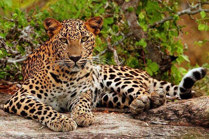 Safari Tour Yala National Park - 2 nights 3 days - Day 1: From Colombo to Yala