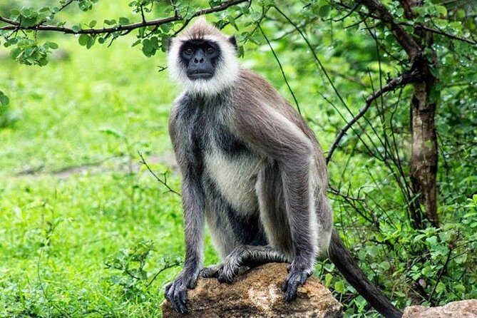 Safari Tour Yala National Park - 2 nights 3 days - Who Would Appreciate This Tour?