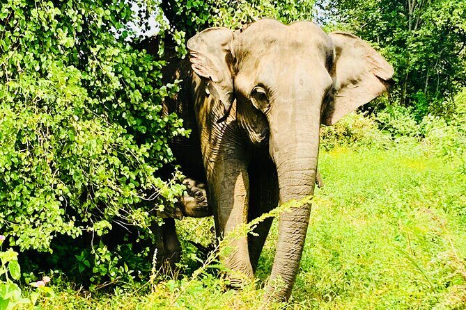 Safari tours in Udawalawa - Key Points