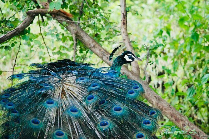 Safari tours in Udawalawa - An In-Depth Look at the Udawalawe Safari Tour