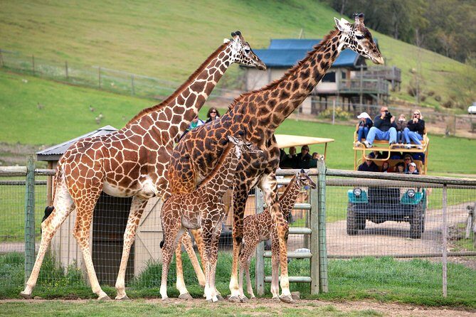 Safari West Sonoma Adventure Tour - Discovering Safari West Sonoma Adventure Tour: A Genuine Wildlife Escape in California
