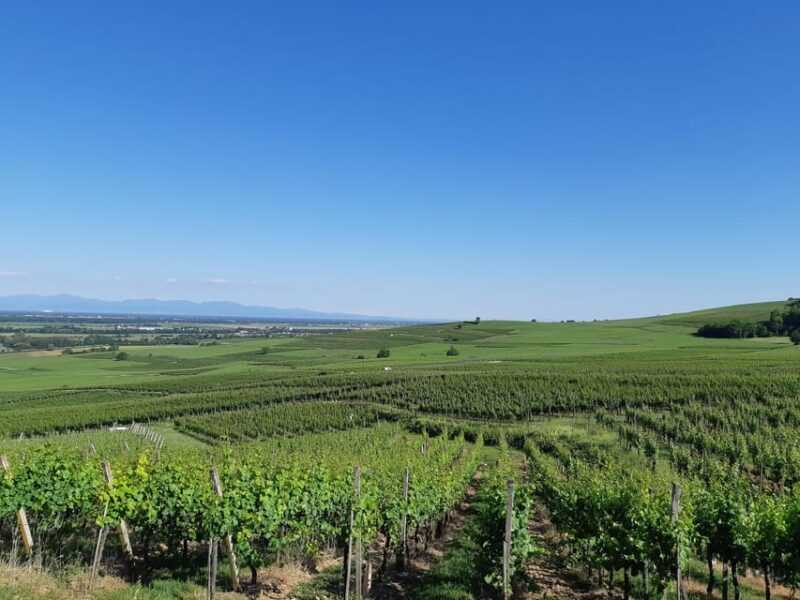 Safari Wine Villages & Wine tasting - Key Points