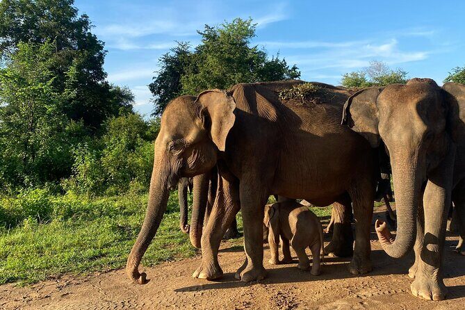 Safari with Sheran Udawalawe National Park - What Makes This Safari Special?