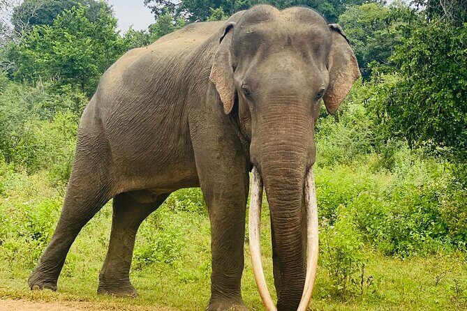Safari with Sheran Udawalawe National Park - The Value of Guided Wildlife Tours