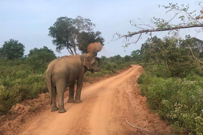 Safari with Sheran Udawalawe National Park - The Experience in Practice: What Travelers Say