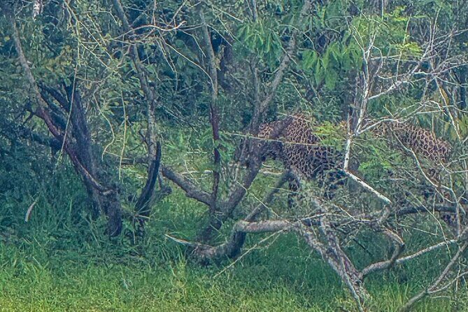 Safari with Sheran Udawalawe National Park - Final Thoughts: Is This Safari Right for You?