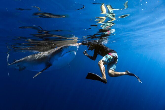 Safe and Educational Shark Dive from Haleiwa: Sharks Guaranteed - What Makes This Tour Stand Out?