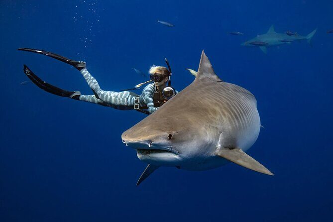 Safe and Educational Shark Dive from Haleiwa: Sharks Guaranteed - The Itinerary and What to Expect