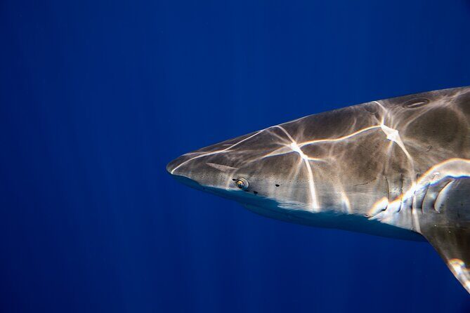 Safe and Educational Shark Dive from Haleiwa: Sharks Guaranteed - Price and Value