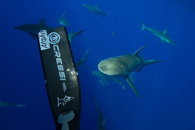 Safe and Educational Shark Dive from Haleiwa: Sharks Guaranteed - Reviews and Authentic Perspectives