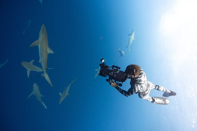 Safe and Educational Shark Dive from Haleiwa: Sharks Guaranteed - Practical Details