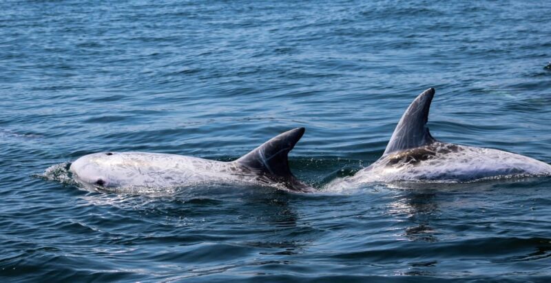 Sagres: Dolphin Watching Tour - What to Expect From Your Dolphin Watching Adventure