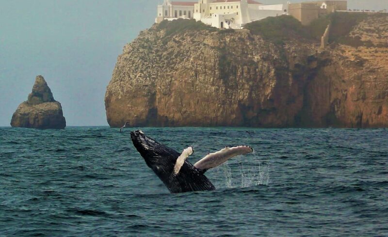 Sagres Wildlife Adventure: Dolphin and Whale Watching Tour - Why This Tour Stands Out