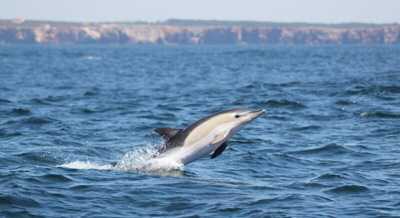 Sagres Wildlife Adventure: Dolphin and Whale Watching Tour - Value for Money
