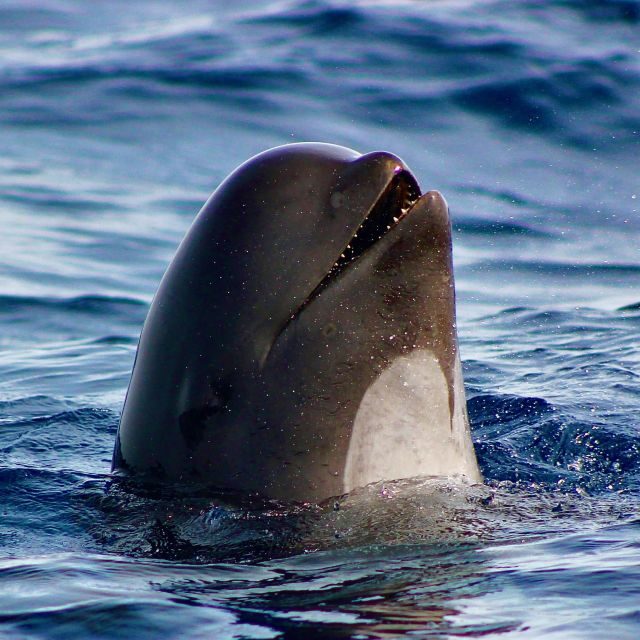 Sagres: Wildlife Tour Dolphins and Caves - The Allure of Sagres: Why Choose This Tour?