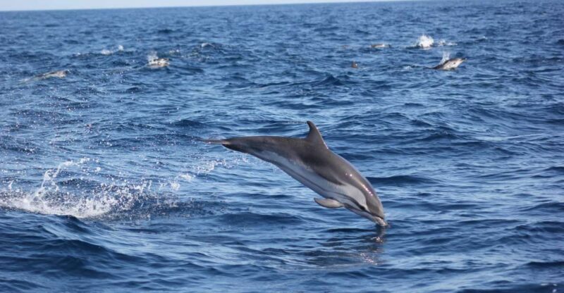 Sagres: Wildlife Tour Dolphins and Caves - The Value of This Tour