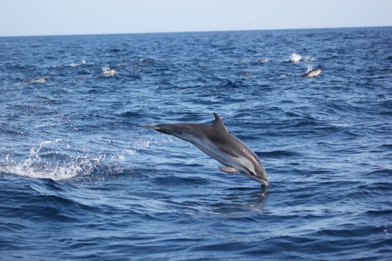 Sagres: Wildlife Tour Dolphins and Caves - Who Will Love This Experience?