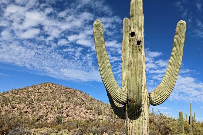 Saguaro National Park Self-Guided Audio Tour - How the Tour Works for You
