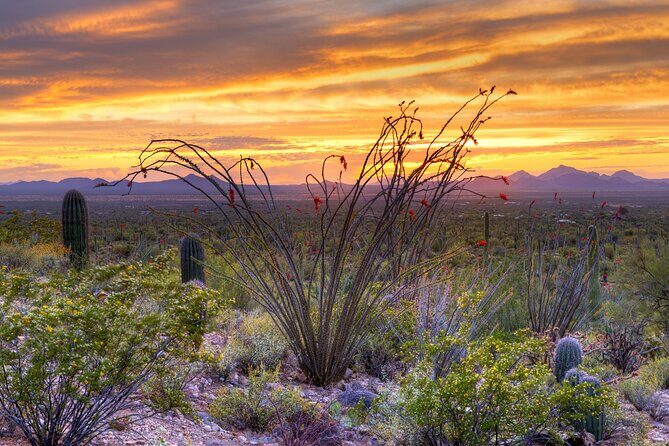 Saguaro NP and Mt. Lemmon Self Guided Driving Audio Tour Bundle - A Detailed Breakdown of the Experience