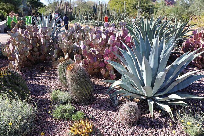 Saguaro NP and Mt. Lemmon Self Guided Driving Audio Tour Bundle - Practical Tips for a Smooth Experience