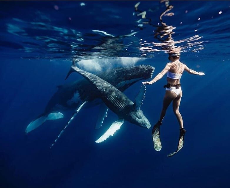 Sail the Canaries: Nature, Culture, and Culinary Delights - Key Points