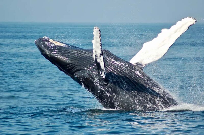 Sailing and Whale Watching in East Coast Sri Lanka! - The Sum Up