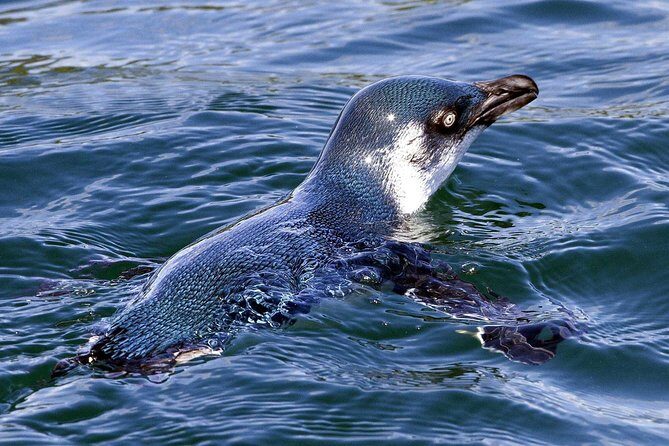 Sailing and Wildlife Tour Akaroa Fox II Sailing - Wrapping It Up