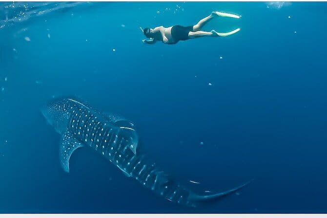 Sailing Flores to Lombok 5 days 4 Nights All Inclusive Trip - Key Points