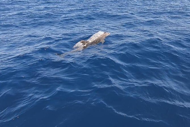 Sailing trip to DIA in Heraklion,Crete(4H) - Who This Trip Is Perfect For