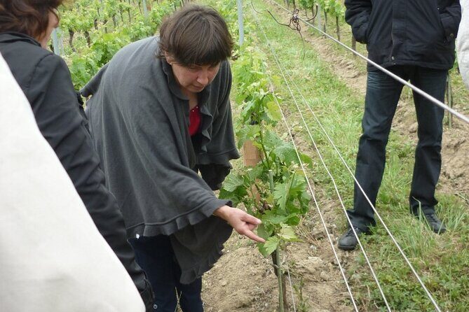 Saint-Émilion: 2 hours - Visit of the vineyard, the cellar and tasting - FAQ