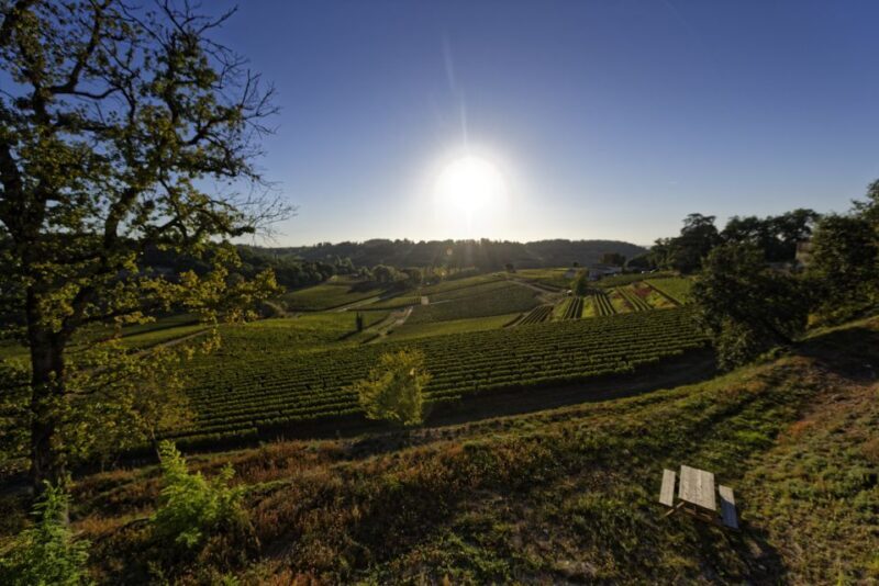 Saint-Émilion: Grand Cru Classé Winery Visit and Tasting - An In-Depth Look at the Tour