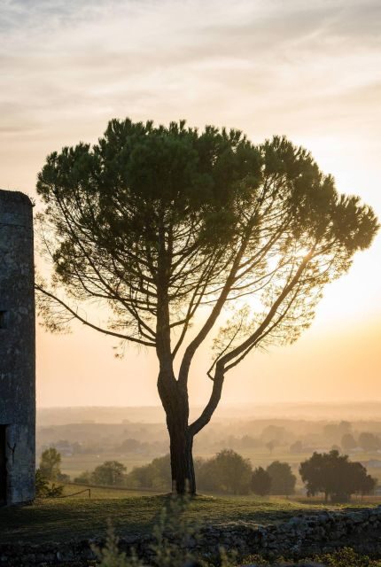 Saint Emilion Half Day Ebike and Wine Tour with Picnic - Frequently Asked Questions (FAQs)
