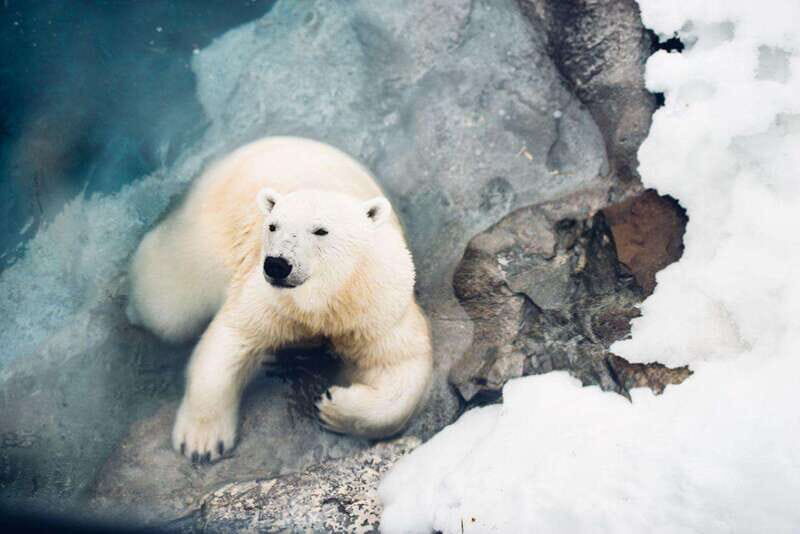 Saint Felicien: Admission to Zoo Sauvage - An In-Depth Look at the Saint-Félicien Zoo Sauvage